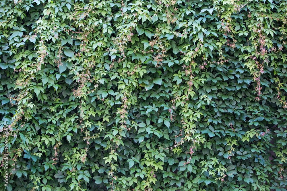 Textura de enredadera. Vegetación sobre pared. Límite de casas, verde ...
