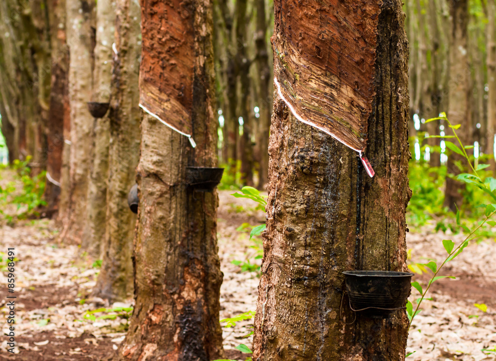 Drops of latex from the rubber trees over 30 years old rubber ...