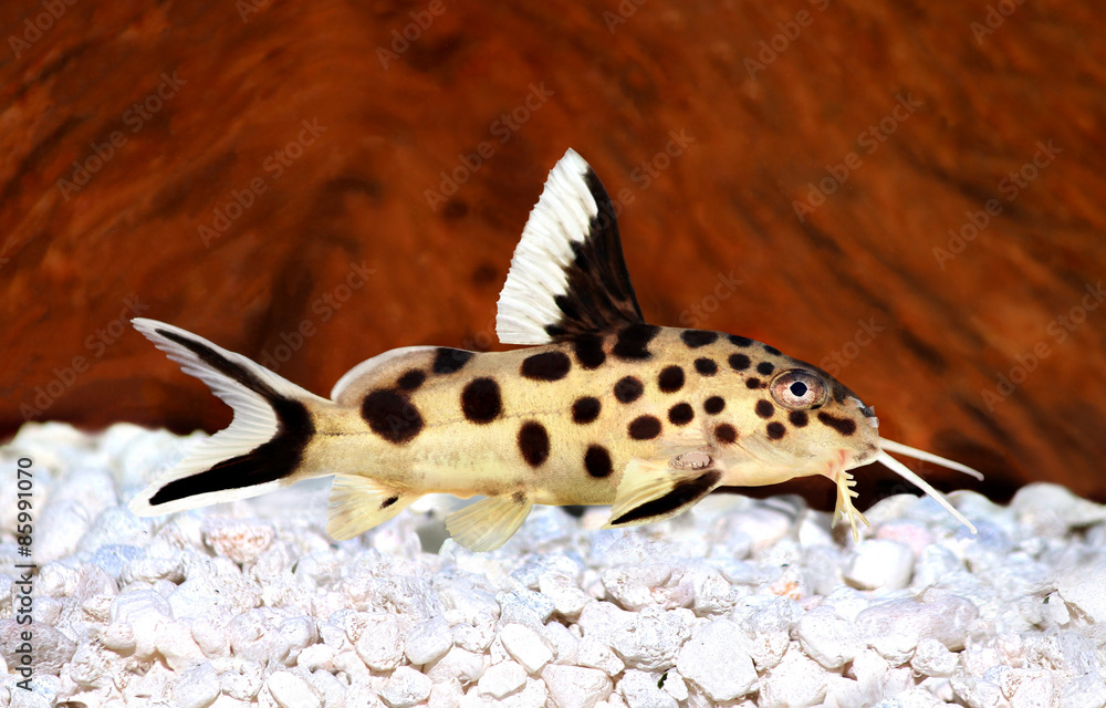 Cuckoo catfish Synodontis multipunctatus freshwater aquarium fish Stock ...