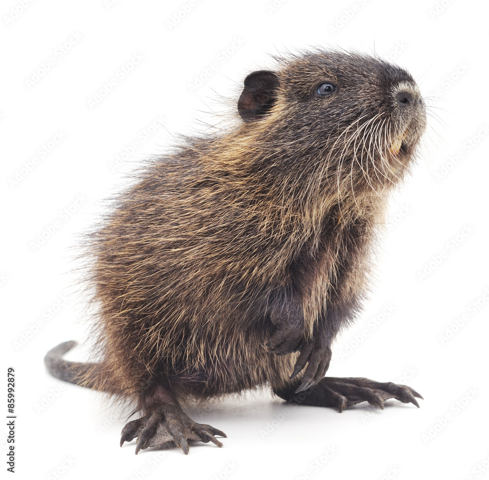 Newborn Nutria