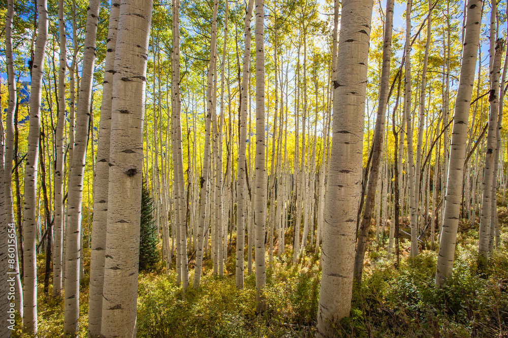 Aspen Grove in Autumn wall mural wallpaper | Muraledesign.com