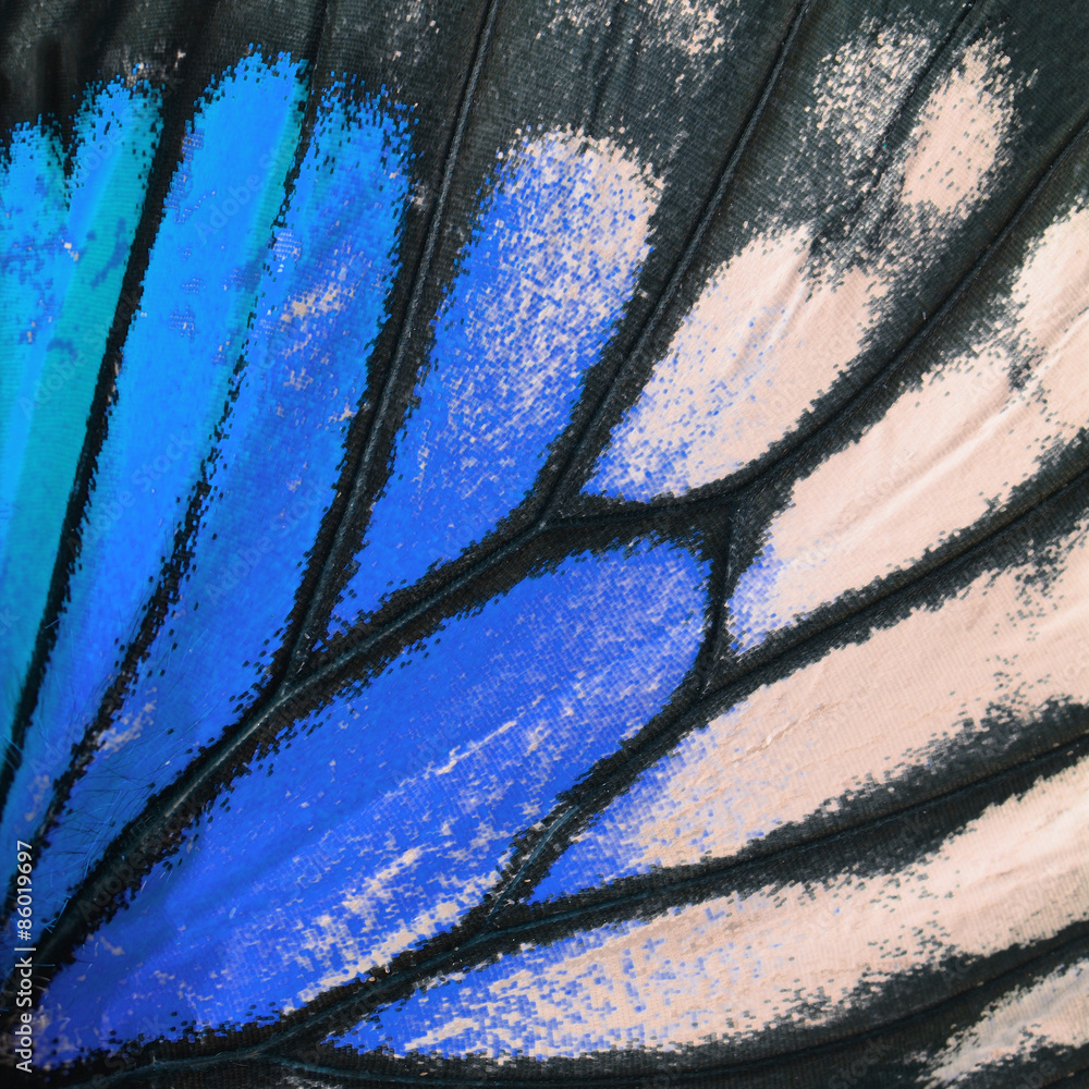 blue butterfly wing Stock Photo | Adobe Stock