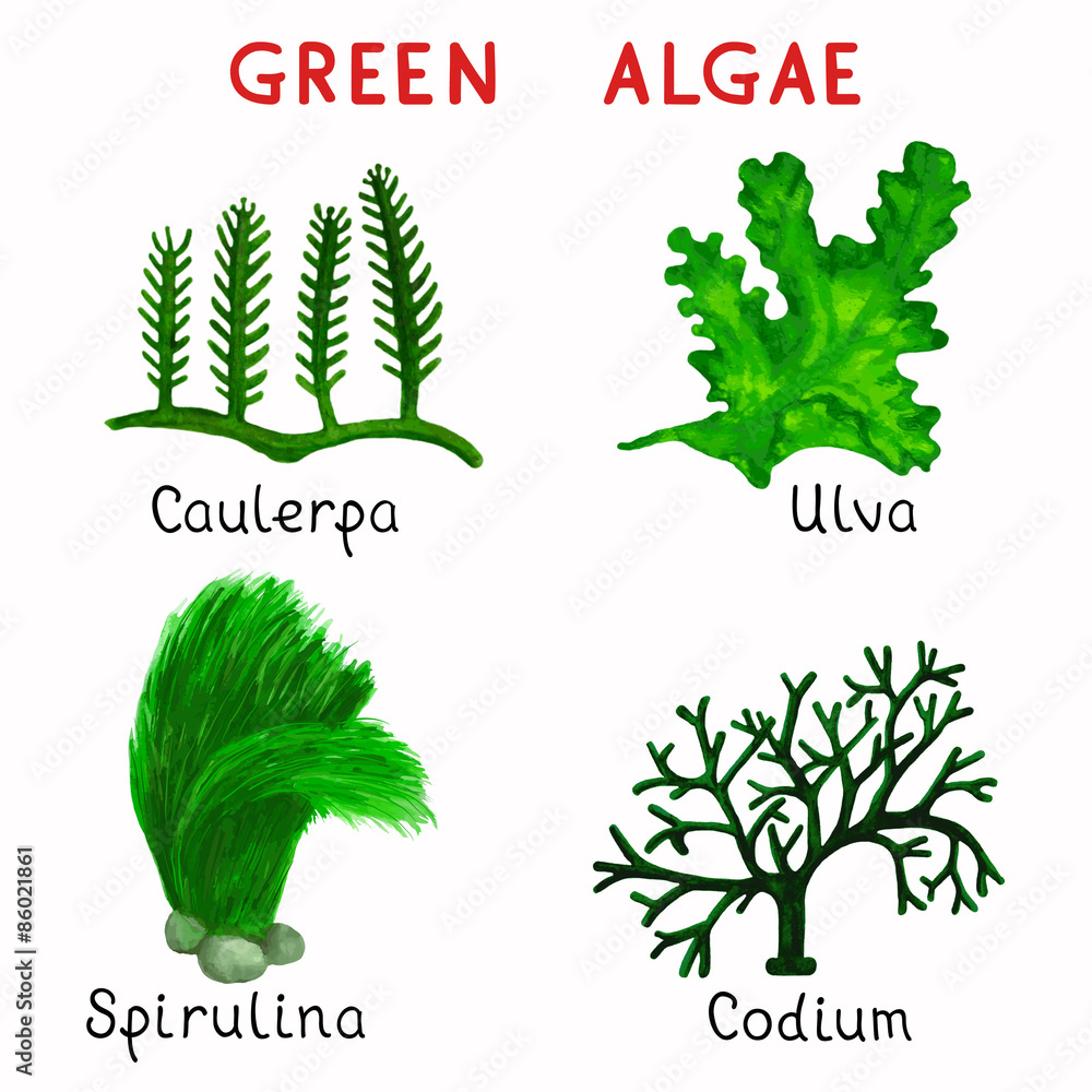 Simple Algae Drawing