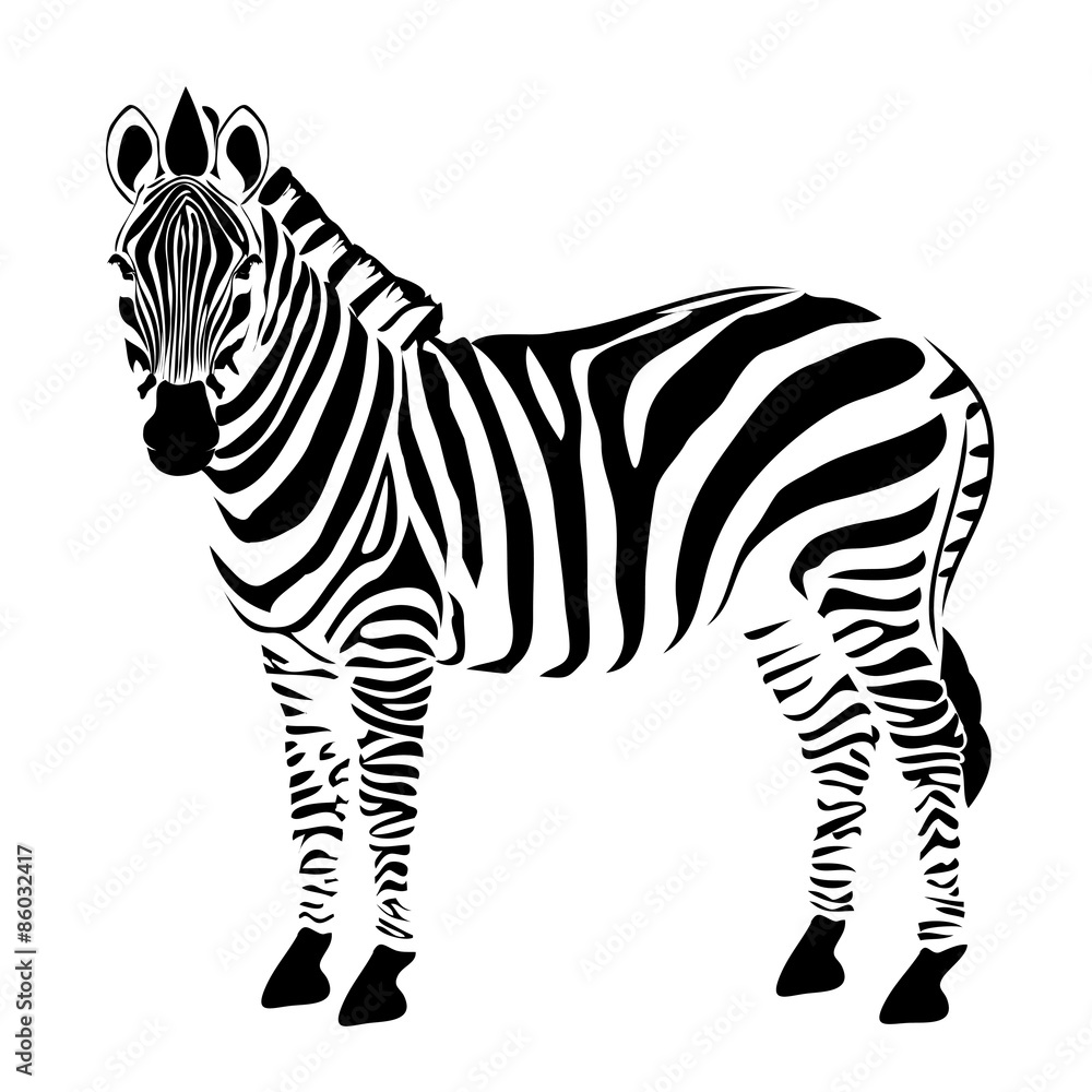Zebra illustration vector Stock Vector | Adobe Stock