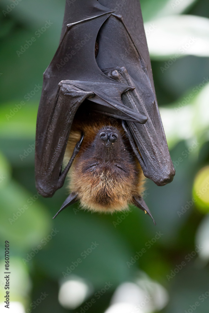 Flughund Stock-Foto | Adobe Stock