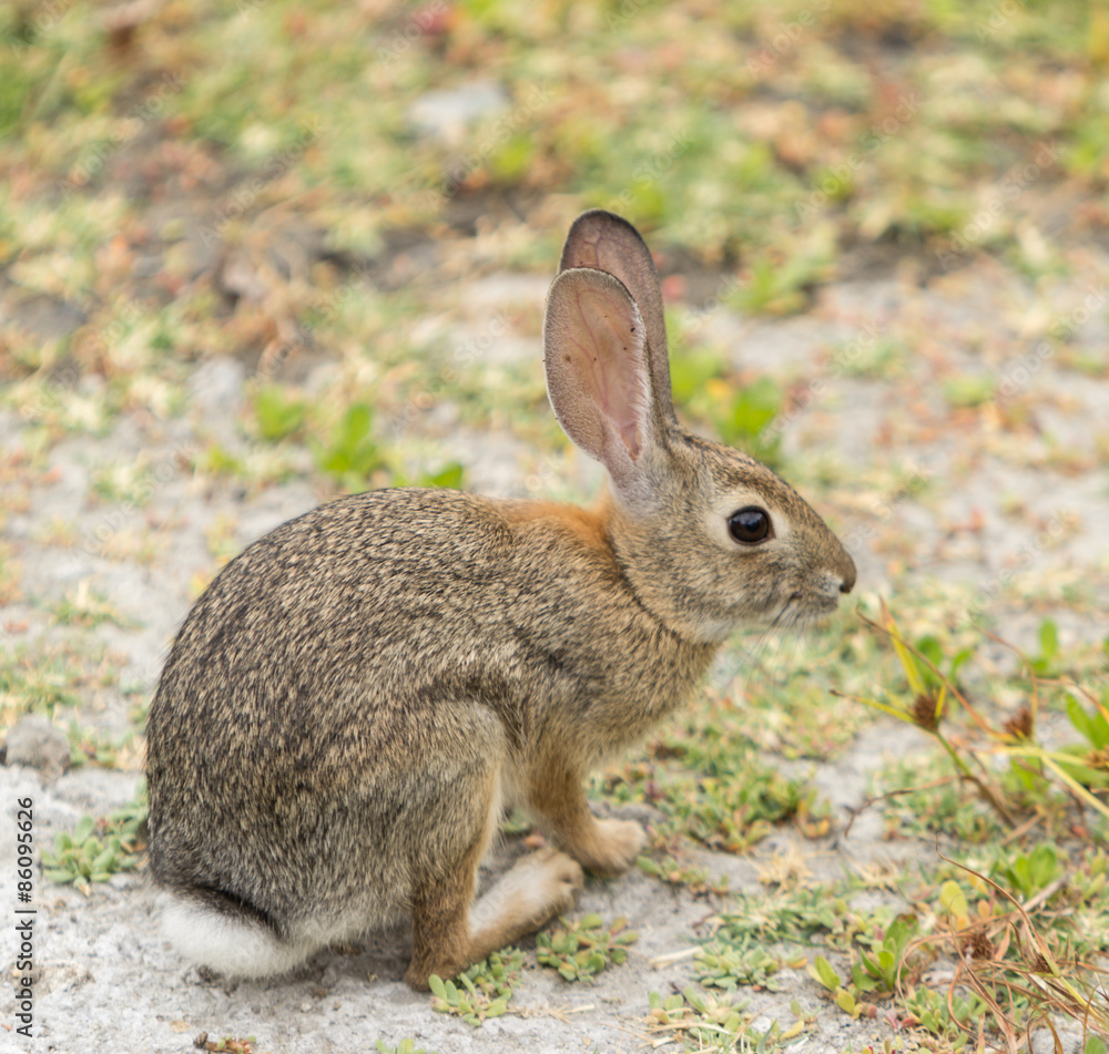 Juvenile rabbit, Sylvilagus bachmani, wild brush rabbit on a hiking ...