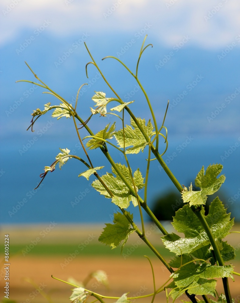 Sarment de vigne Photos | Adobe Stock