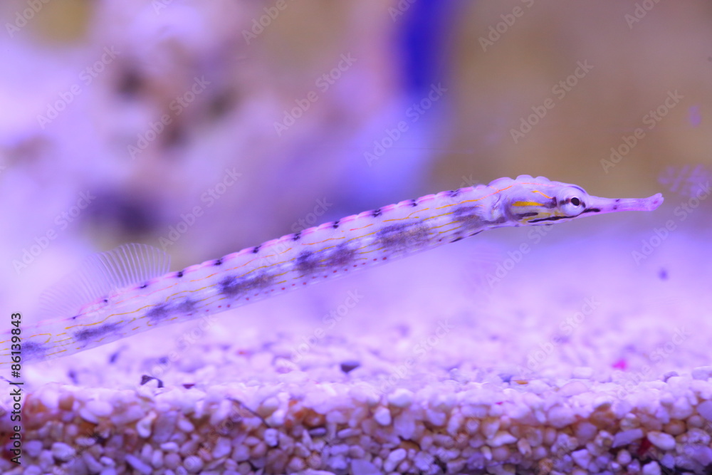 Messmate pipefish (Corythoichthys haematopterus) in Japan Stock Photo ...