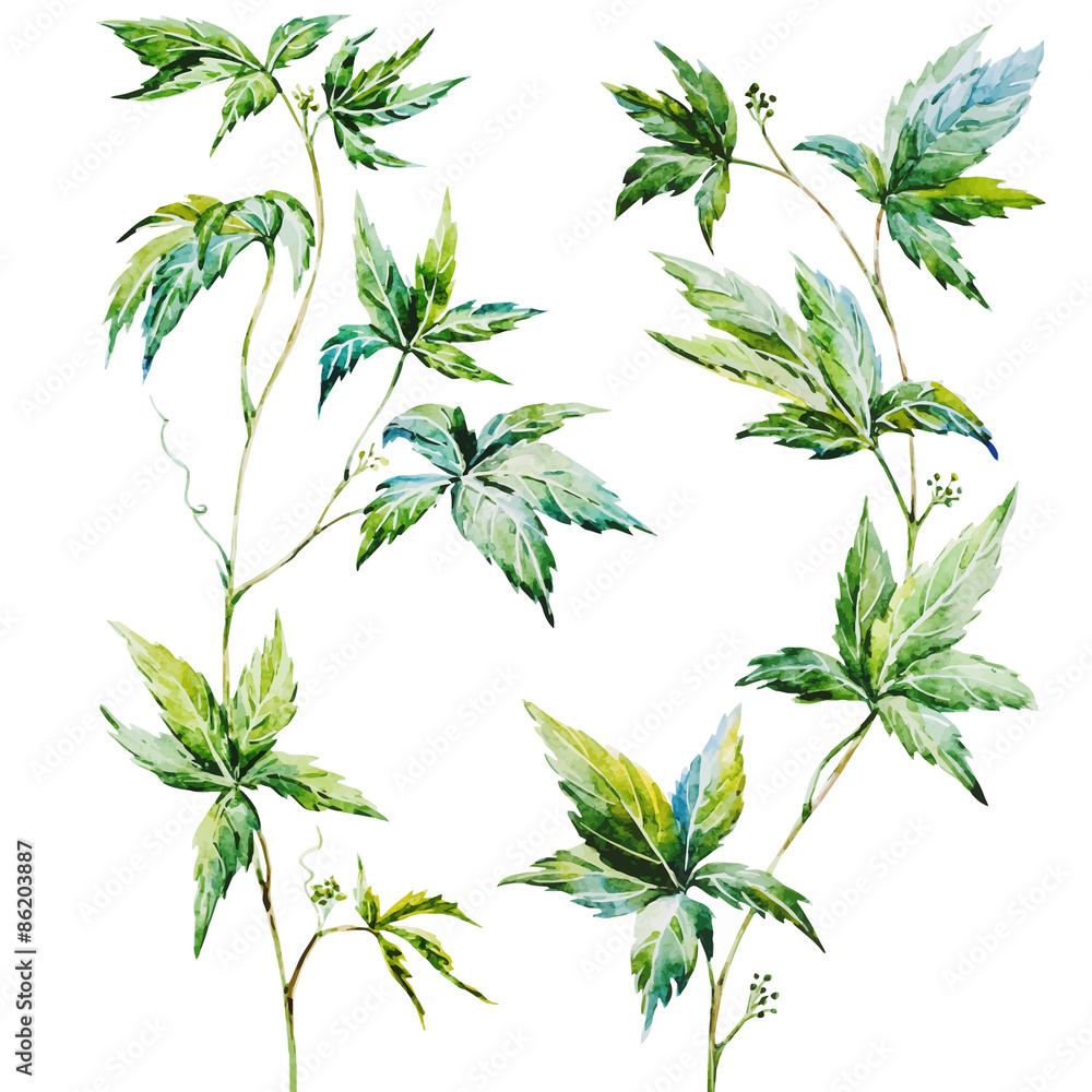 watercolor vector creepers Stock Vector | Adobe Stock