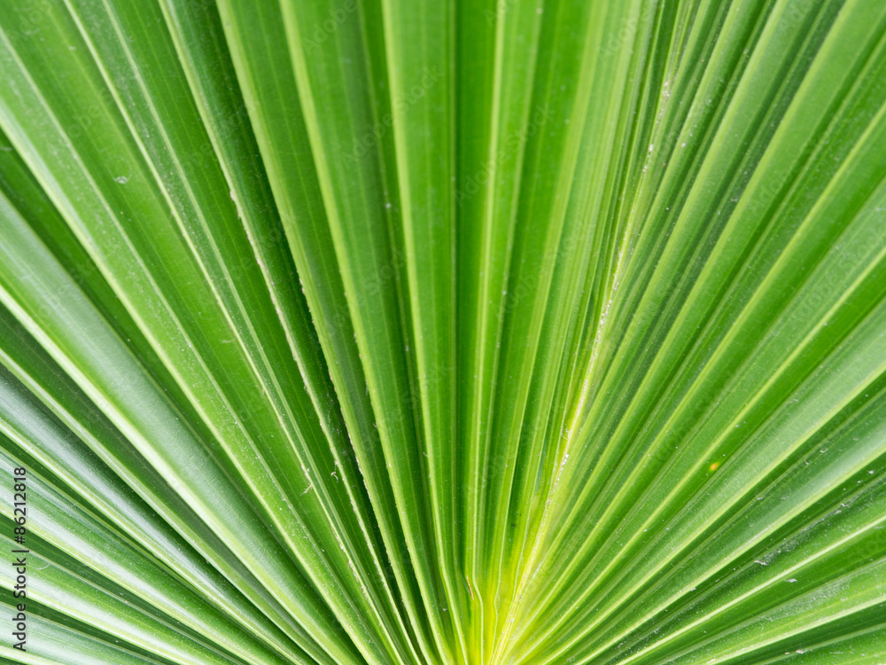 Dark green color of palm leaf (sugar palm leaf) abstract background ...