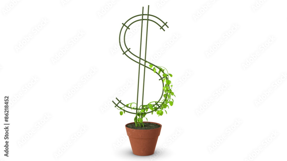 Bonsai. Dollar tree. Growth of dollar tree. Isolated. Stock Video ...