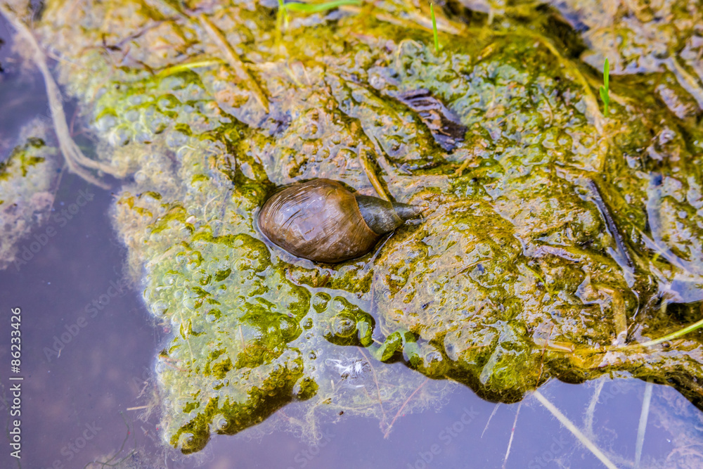 Schlammschnecke im See Stock Photo | Adobe Stock