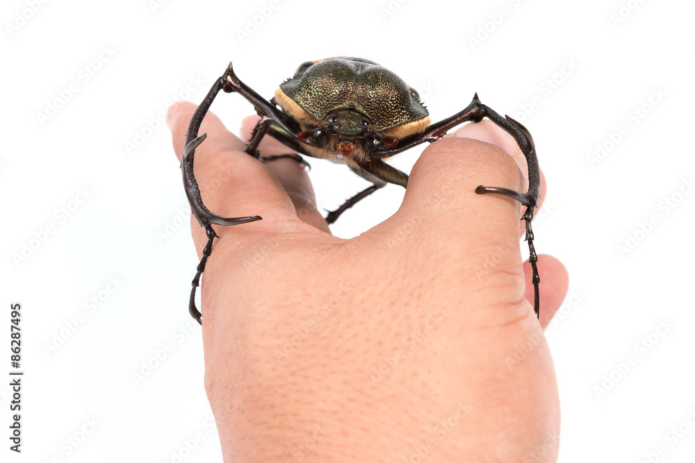 The male of Cheirotonus gestroi gestroi in Thailand. These beetles a ...