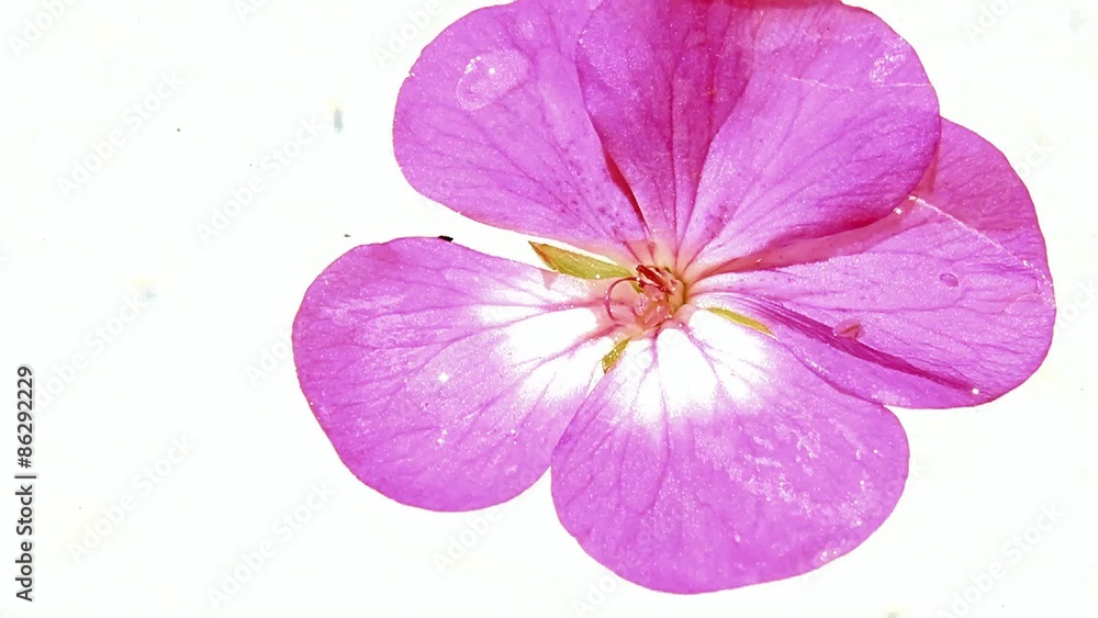 geranium flower - Zonal geraniums (upright) - floats on water Stock ...