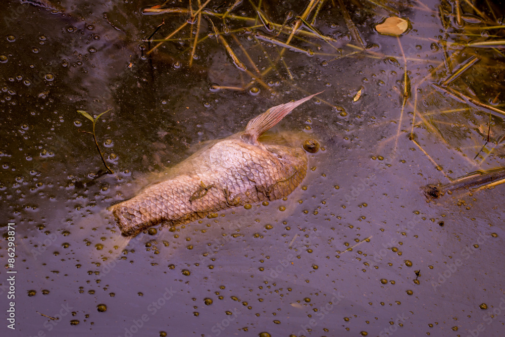 Wastewater and making it dead Fish because no oxygen. (Global warming ...