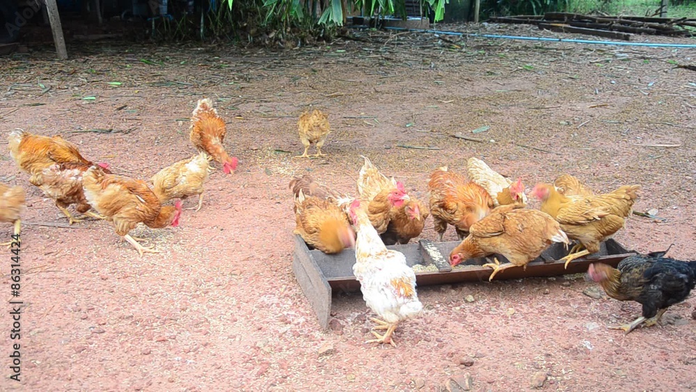 Betong chicken farm by farmers in southernmost provinces of Thailand ...