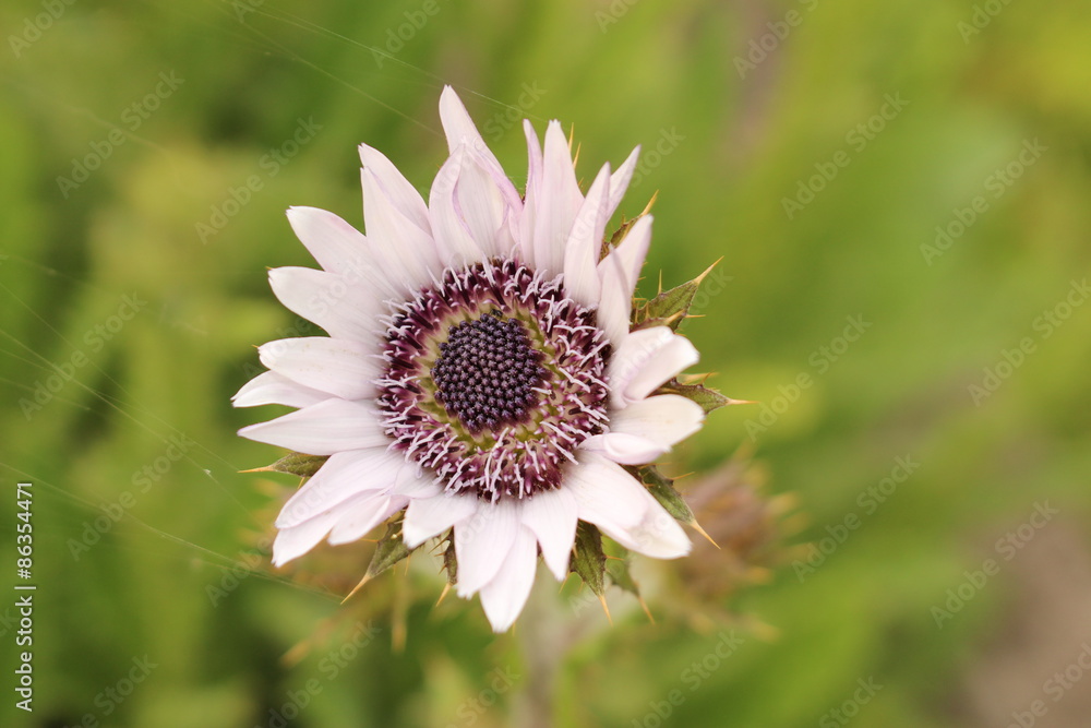 Mauve and purple "Zulu Warrior" flower (or African Thistle, Purple ...