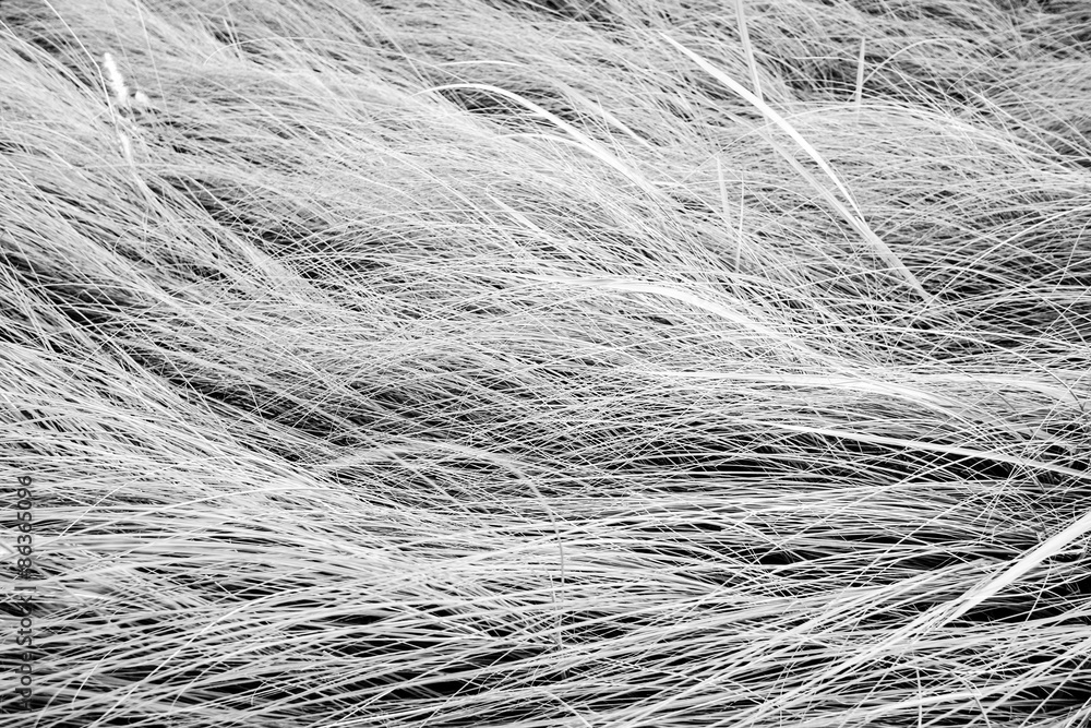 Black and white photo,close up long grass field texture backgrou Stock ...