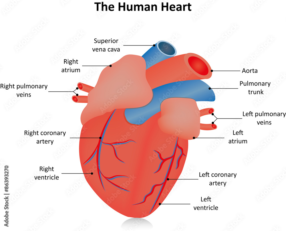 The Human Heart Labeled Stock Illustration | Adobe Stock