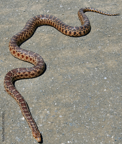 Gopher Snake