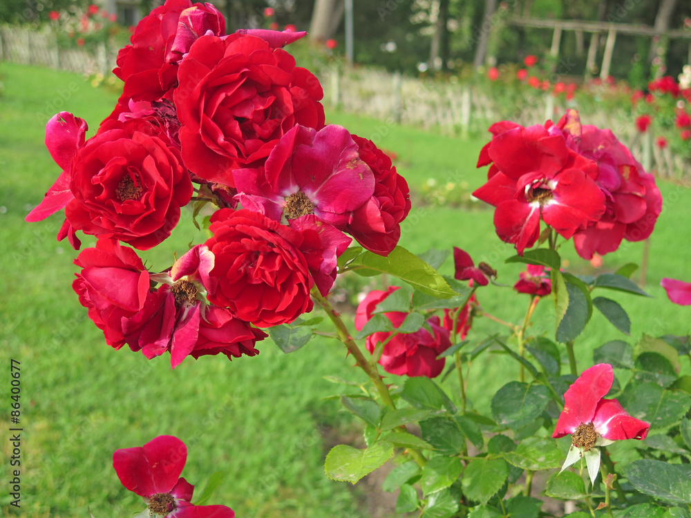 rosas rojas Stock Photo | Adobe Stock