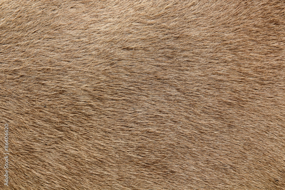 The surface of the camel, brown leather. Stock Photo | Adobe Stock