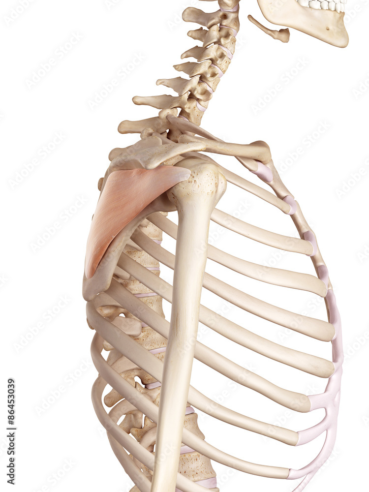 medical accurate illustration of the infraspinatus Stock Illustration ...