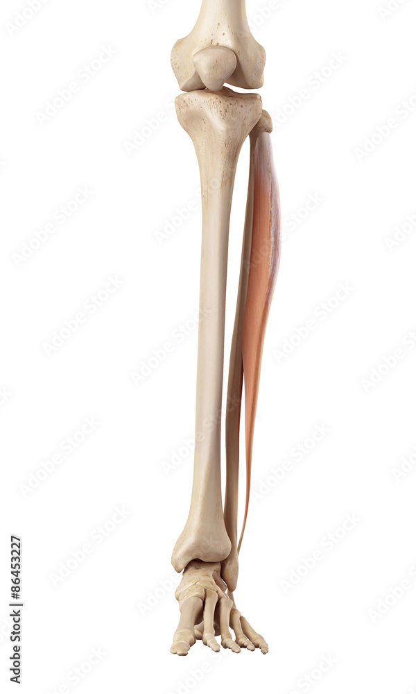 medical accurate illustration of the peroneus longus Stock Illustration ...