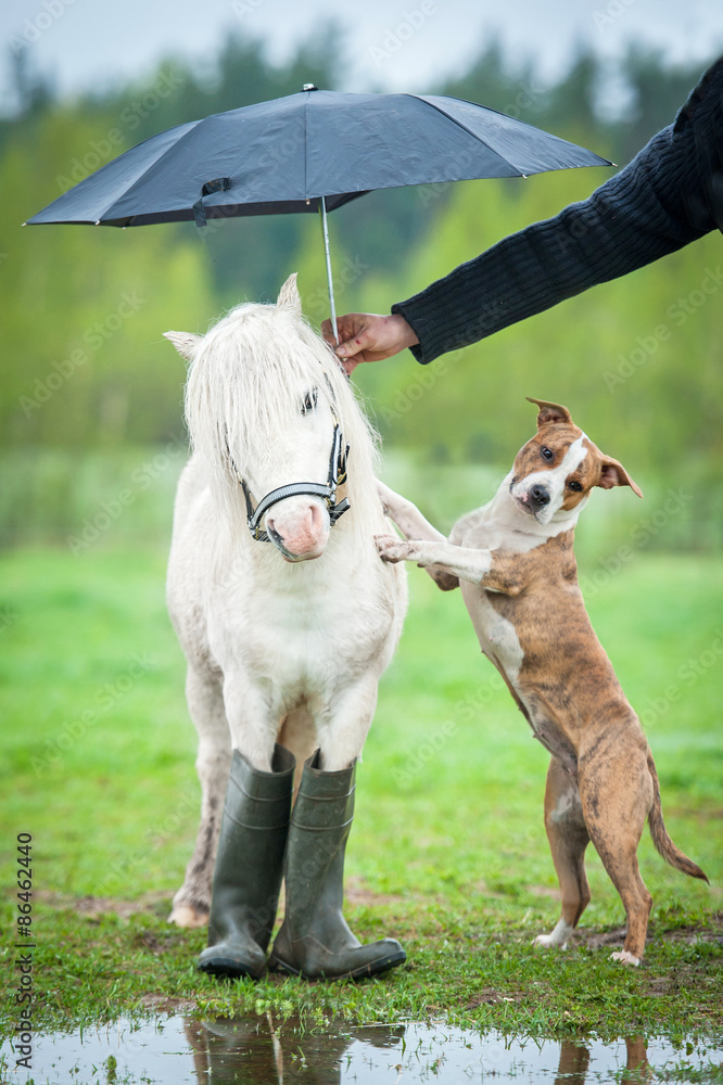 Little pony with a dog standing under umbrella in a rainy day foto de ...