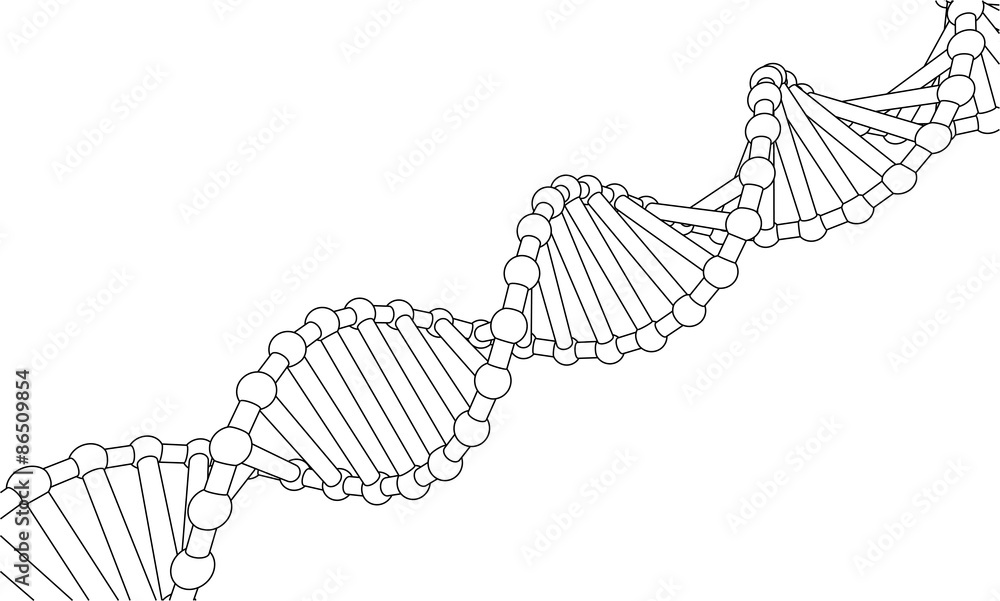 Chain vector DNA. The contours of the DNA. Stock Vector | Adobe Stock