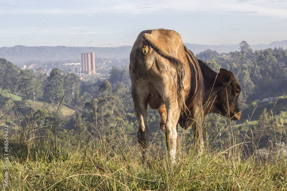 vaca cagando foto de Stock | Adobe Stock