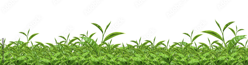 green tea isolated, white background Stock Illustration | Adobe Stock