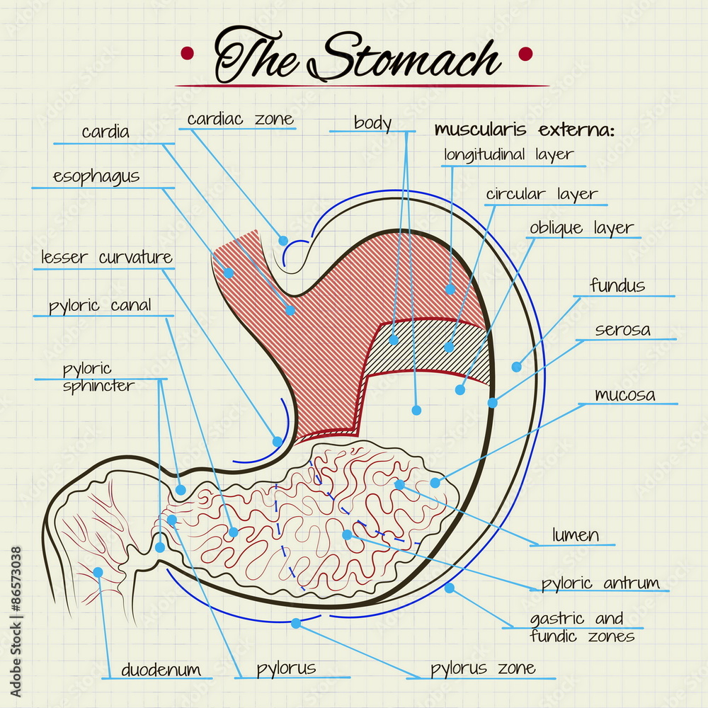 anatomy of the stomach Stock Vector | Adobe Stock