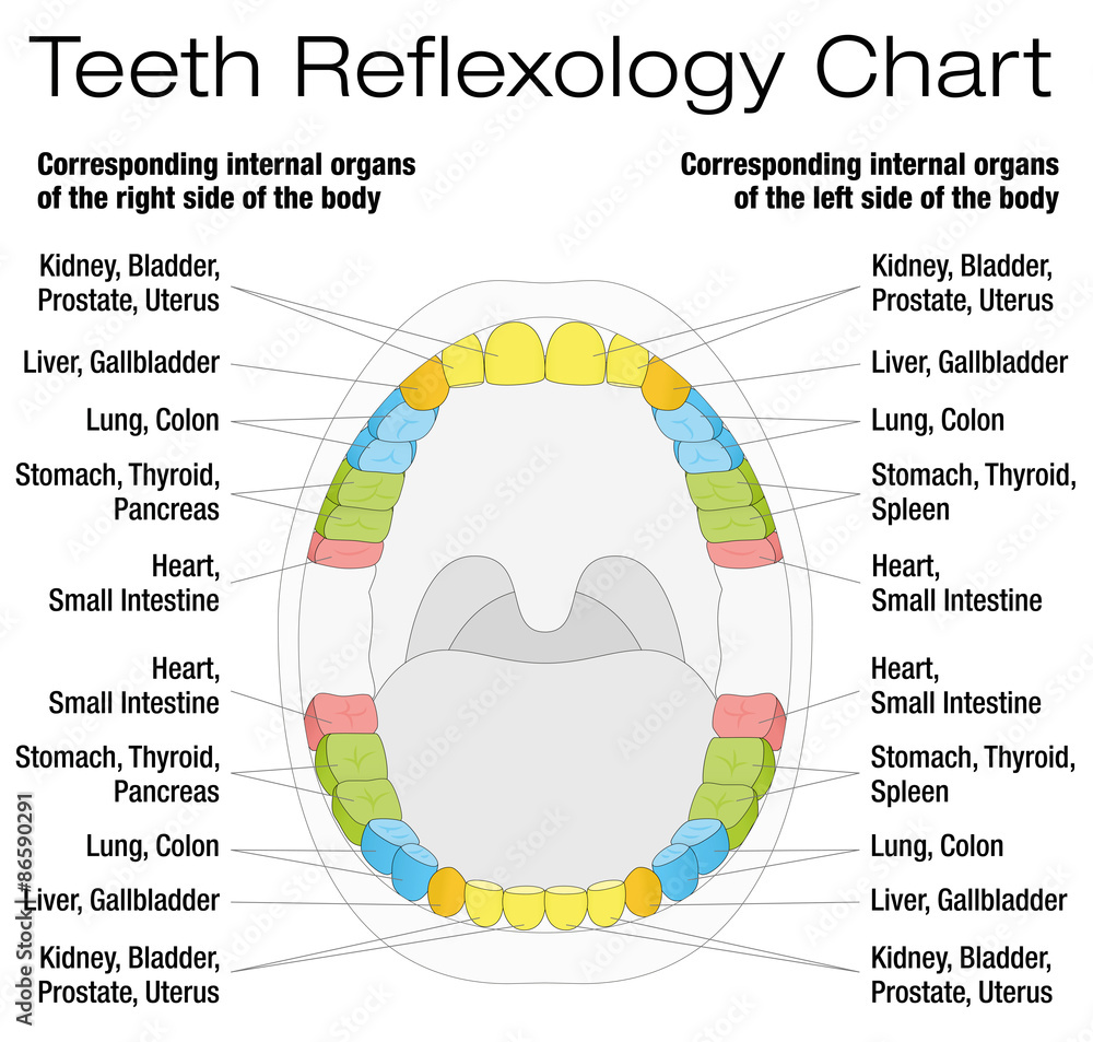 Teeth reflexology chart - permanent teeth and their corresponding ...