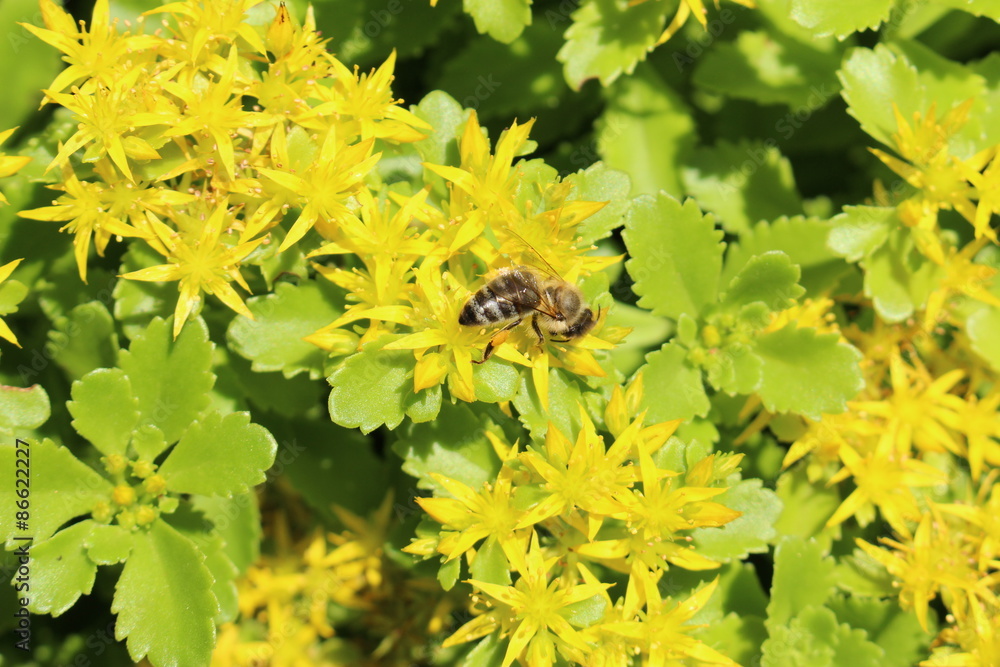 Yellow "Russian Stonecrop" flowers with a bee in Innsbruck, Austria ...