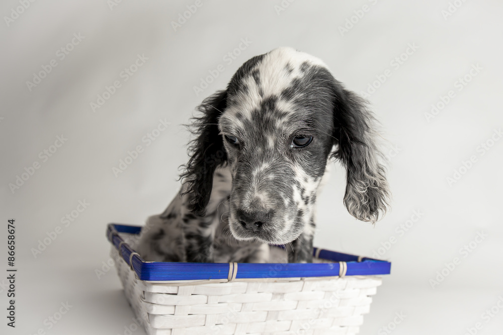 Buffo ritratto di un cucciolo di cane setter inglese seduto in una ...