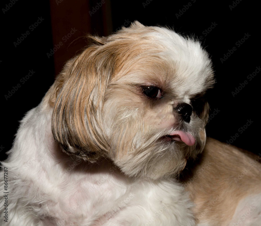 Why Do Shih Tzus Tongues Stick Out