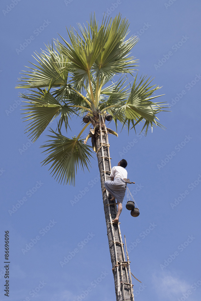Farmers climbs flimsy bamboo ladder to the top of palm tree to tap it ...