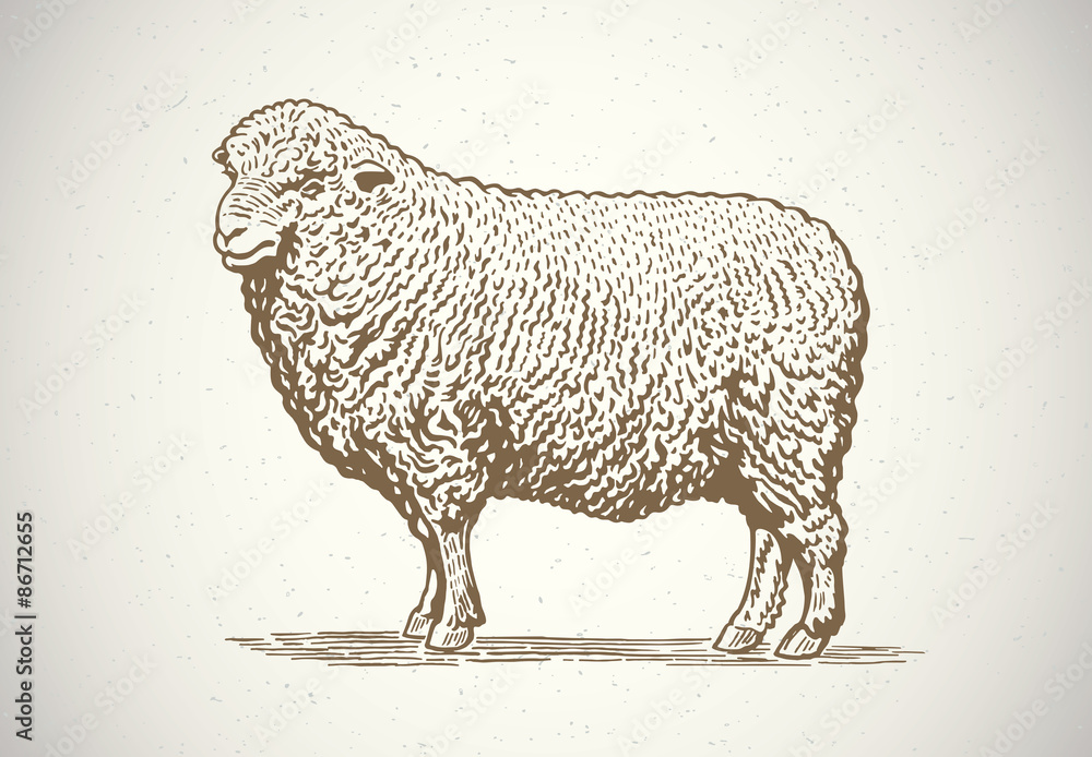 Sheep in graphic style. Drawing by hand. Vector illustration. Stock ...