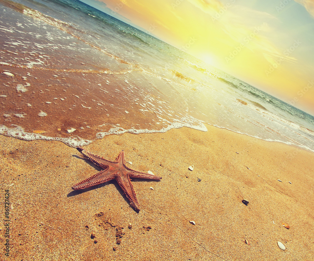 Vintage Starfish Photography
