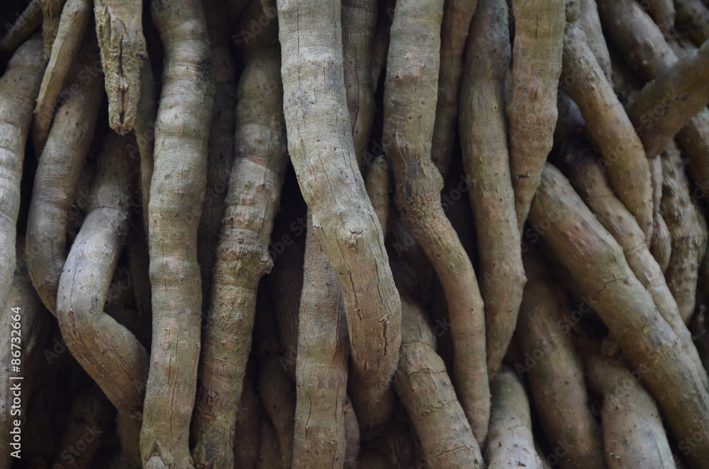 roots,tree,forest,root,garden,green,wall,background,nature,ground,big ...
