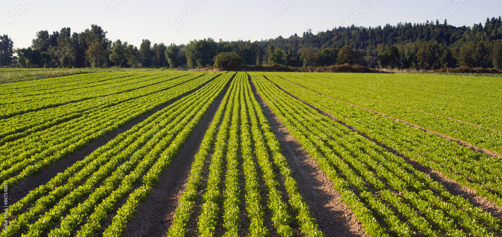 Planted Rows Herb Farm Agricultural Field Plant Crop Stock Photo ...