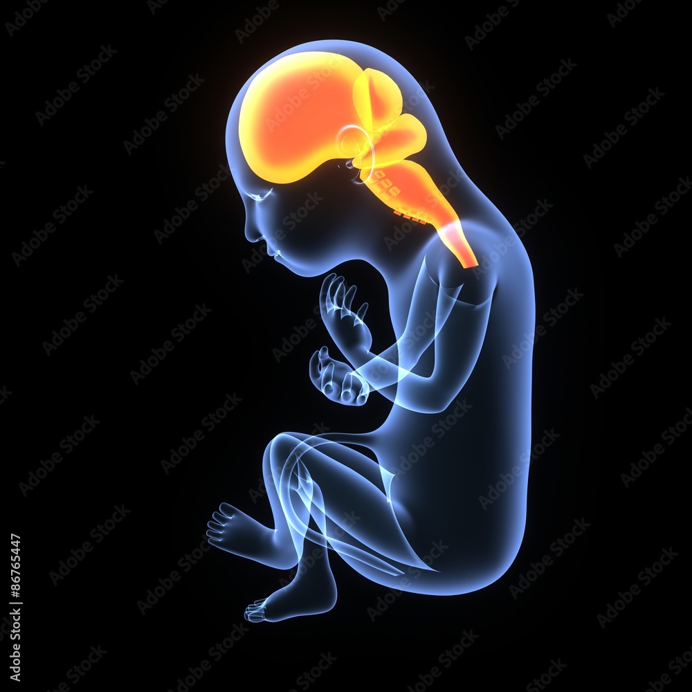 Fetal brain development Stock Illustration | Adobe Stock