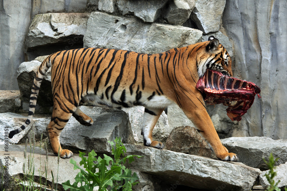 Panthera Tigris Jacksoni