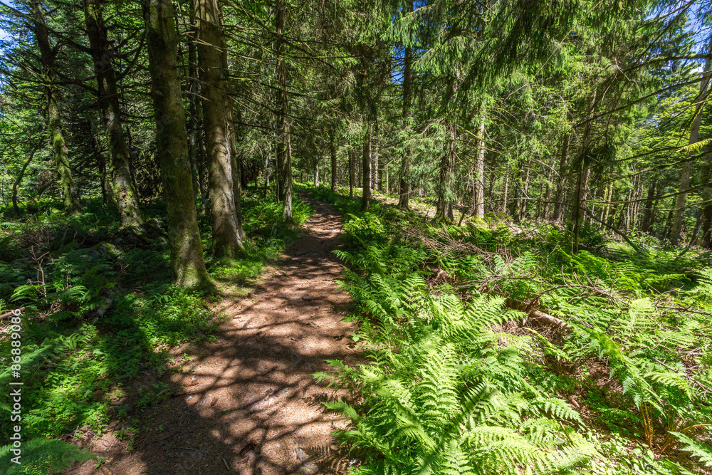 Fougères et sentier en forêt Stock Photo | Adobe Stock