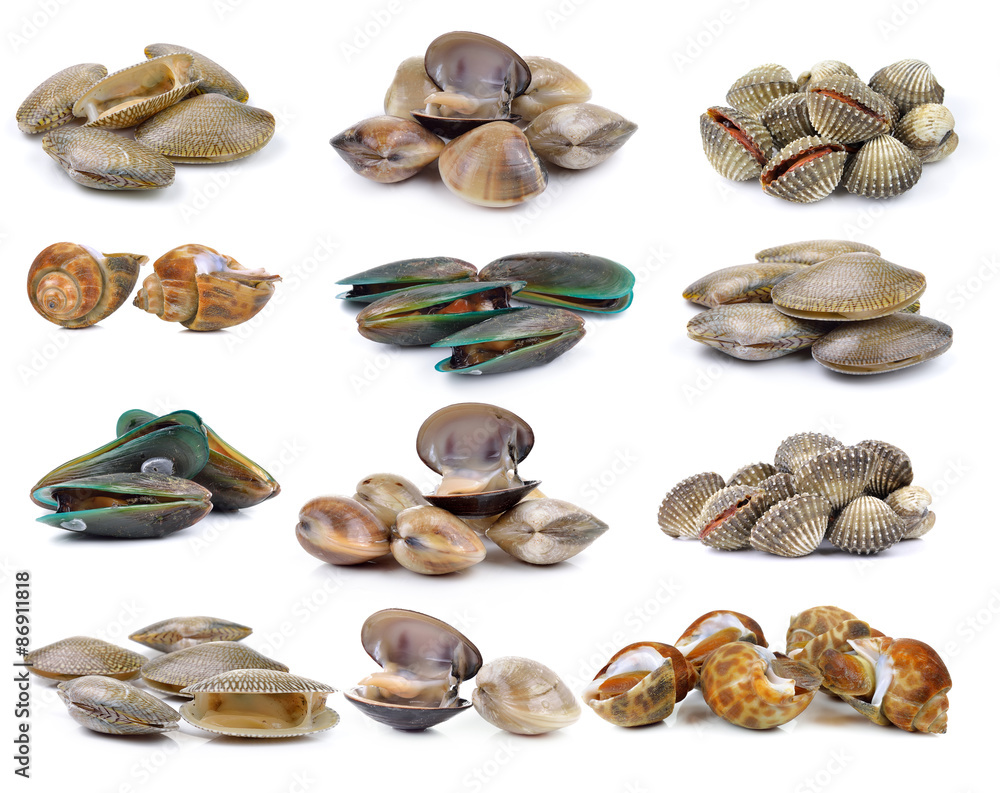 enamel venus shell, Clam shellfish, Surf clam, mussel, spotted Stock ...