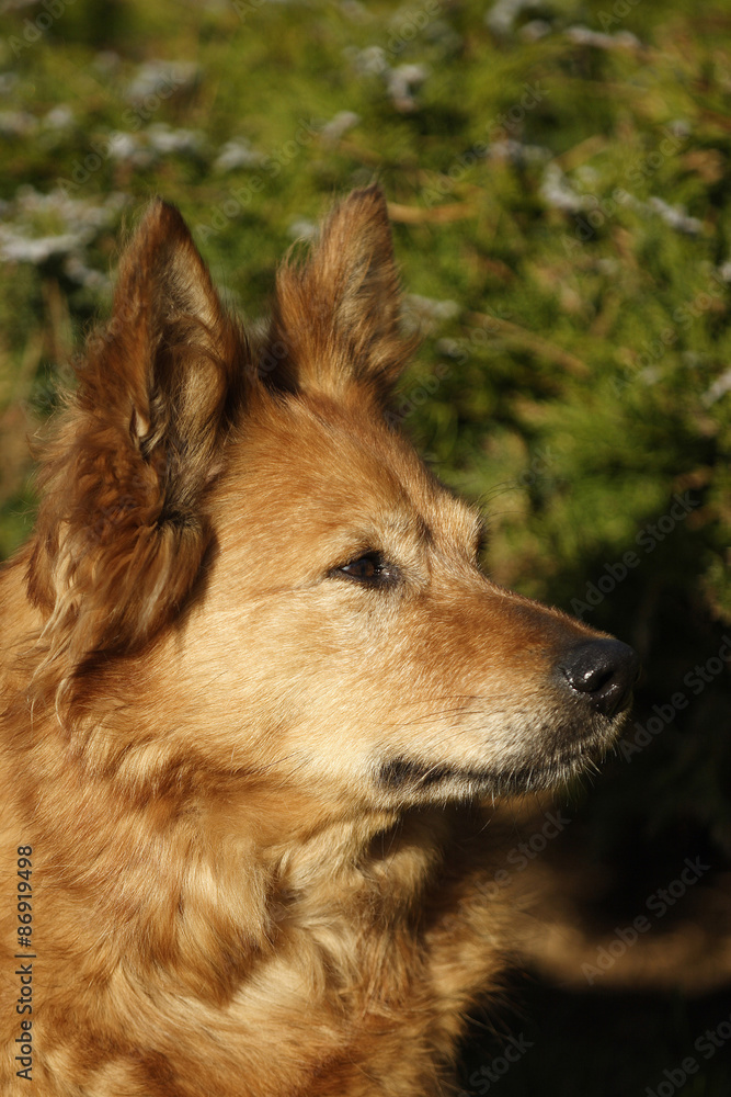 Foto de Harzer Fuchs (Harz Fox) (Canidae),portraet, German dog breed do ...
