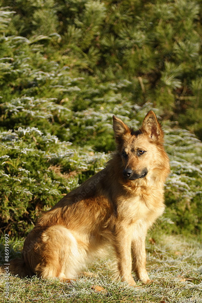 Harzer Fuchs (Harz Fox) (Canidae),portraet, German dog breed Stock-Foto ...