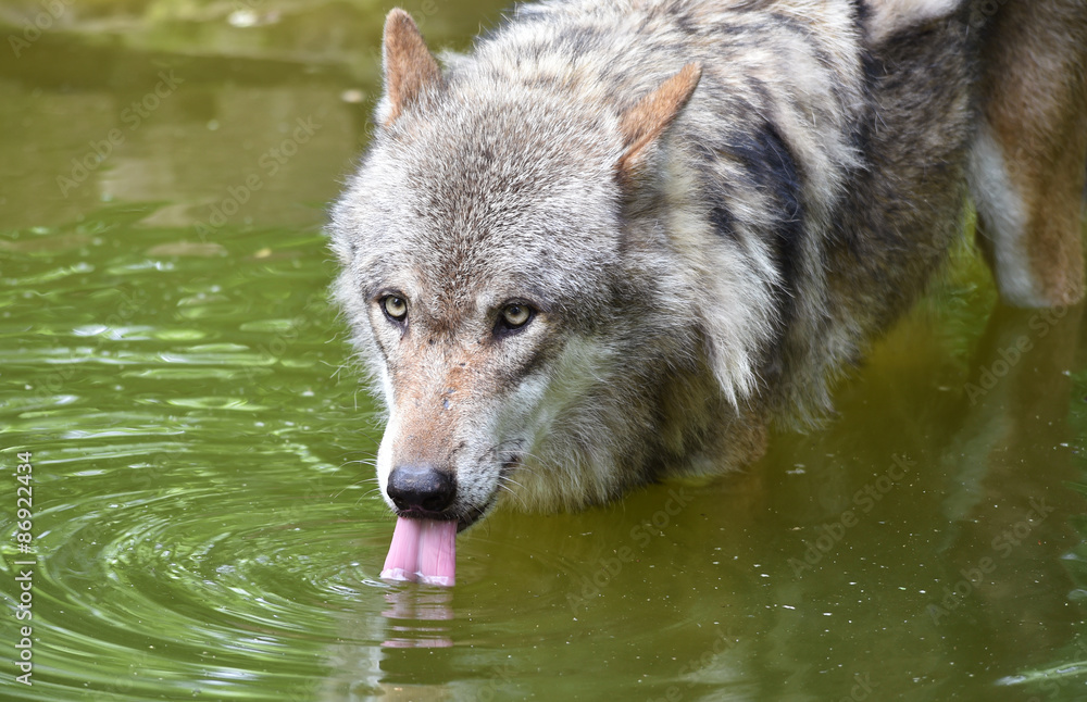 Wolf trinkt Wasser Stock-Foto | Adobe Stock