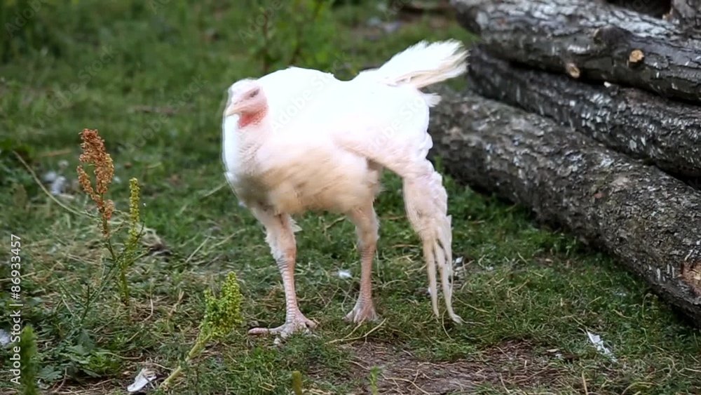 White turkey chicks with injured leg Stock Video | Adobe Stock